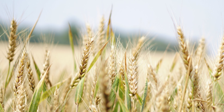 Wheat Alcohol: Medical Usage, Benefits and Additional Information - Top ...